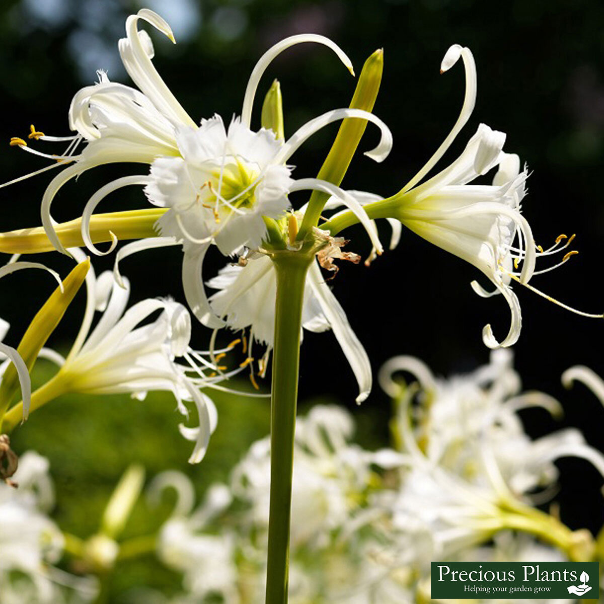 Hymenocallis Festalis, 30 Bulbs | Costco UK