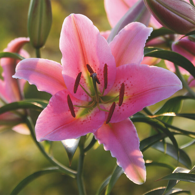 Big Blooms Oriental Lily Collection, 40 Bulbs | Costco UK