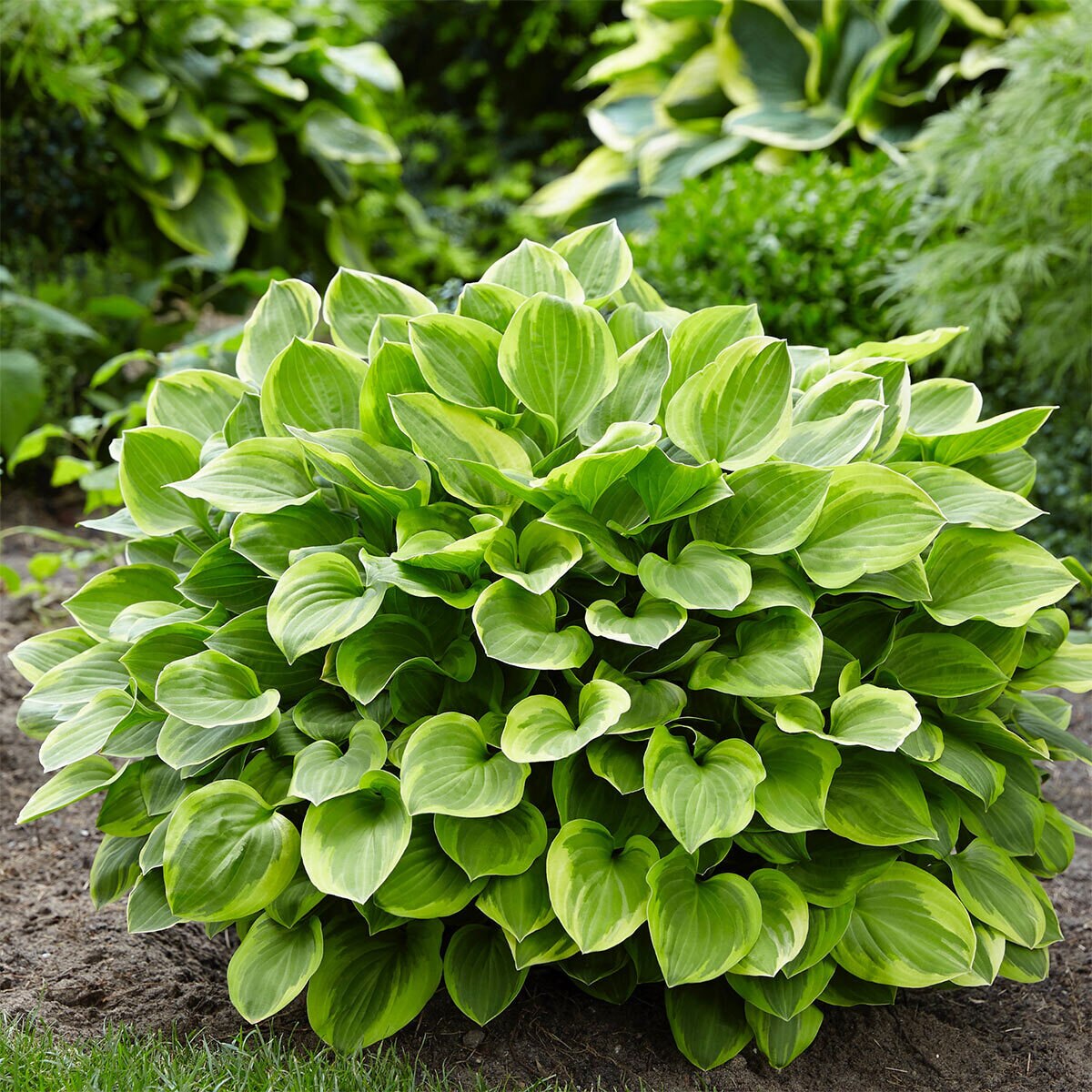 Astilbe & Hosta Shade Garden Collection, 24 Bulbs | Costco UK