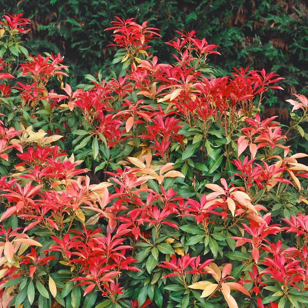 Pieris Forest Flame Evergreen Shrub, 4 x 4.5L Pots | Cost...