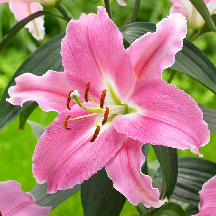 Fragrant Flower Garden Collection, 58 Bulbs | Costco UK