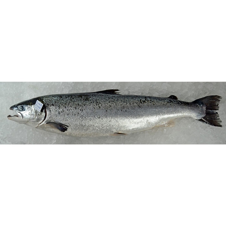 Loch Fyne Fresh Whole Salmon, 3kg | Costco UK