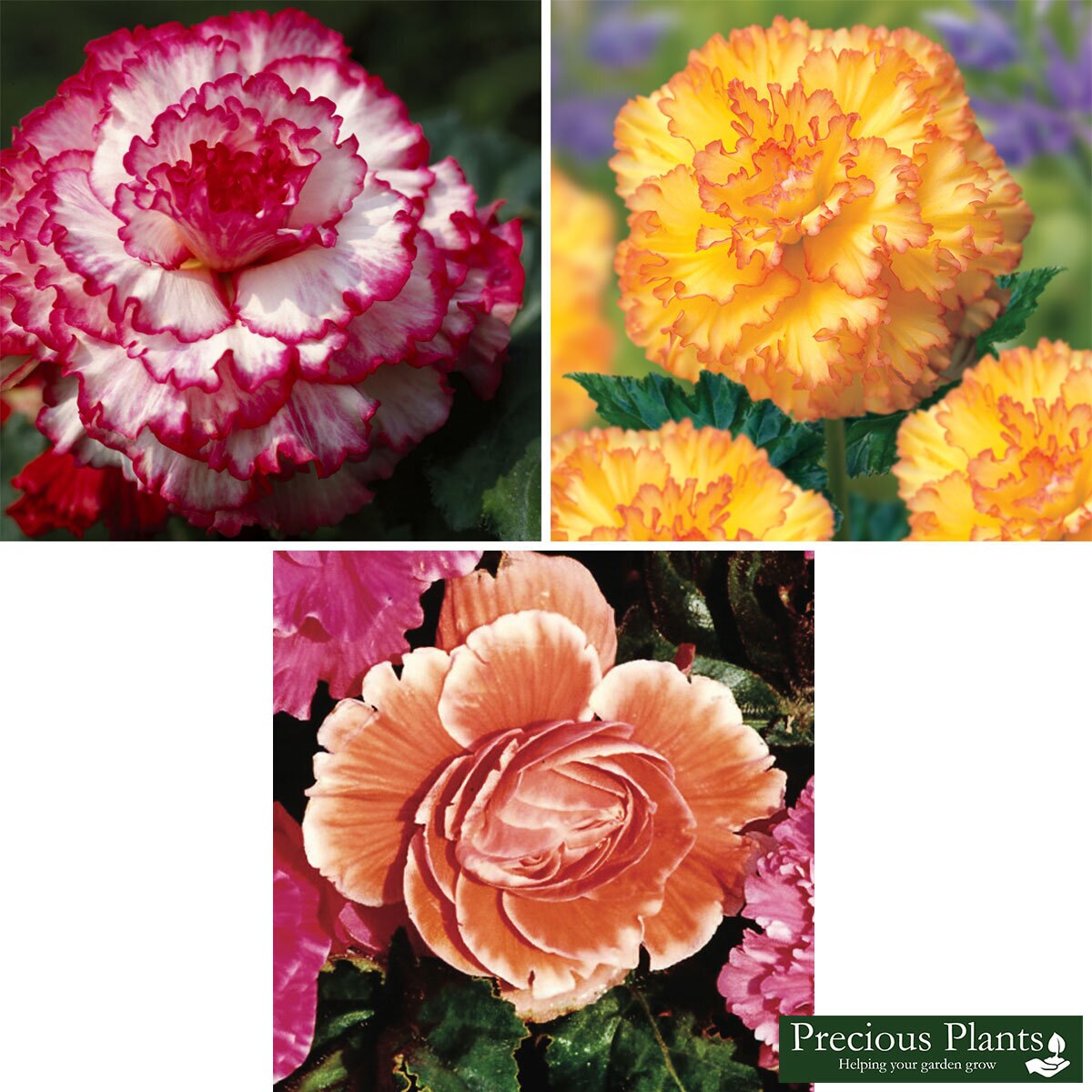 Giant-Flowered Lacy Begonias, 30 Tubers | Costco UK