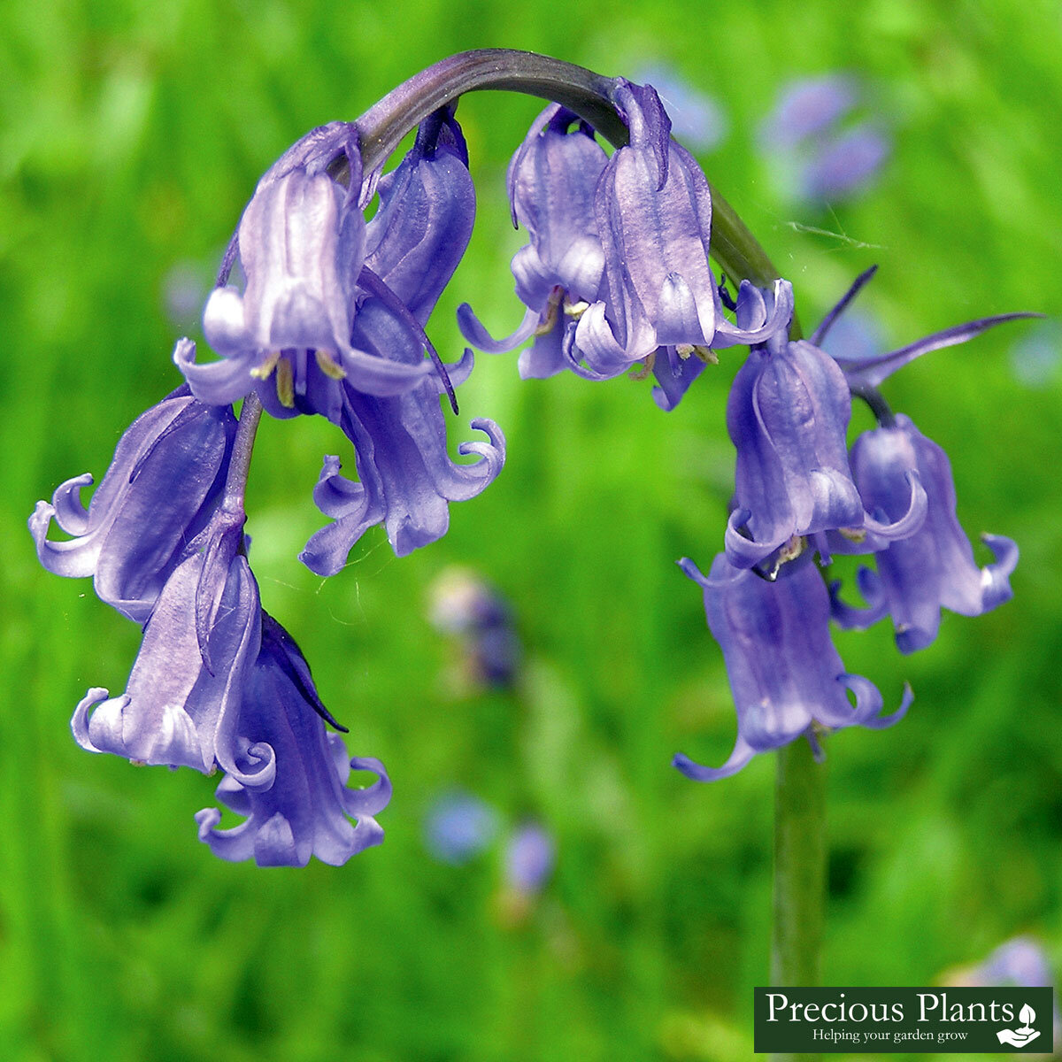 English Bluebells, 200 Bulbs | Costco UK