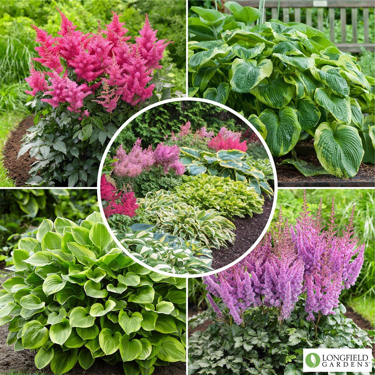 Astilbe & Hosta Shade Garden Collection, 24 Bulbs | Costco UK