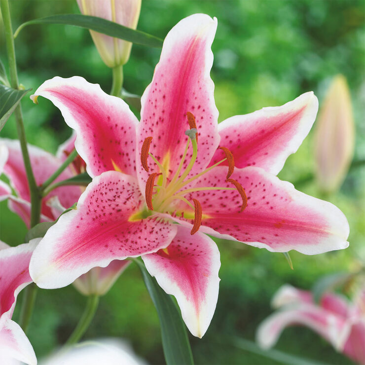 Big Blooms Oriental Lily Collection, 40 Bulbs | Costco UK