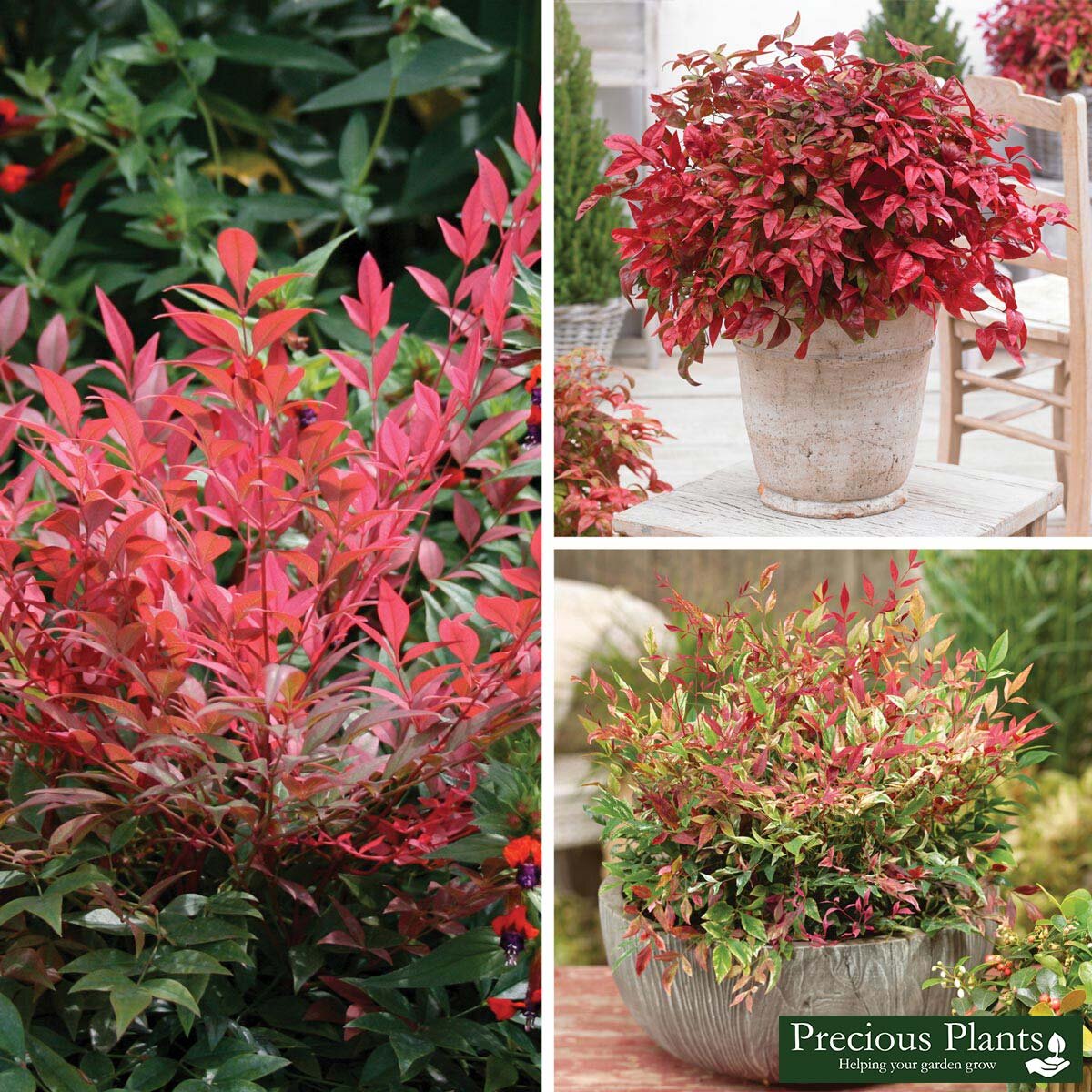Sacred Bamboo (Nandina) Shrub Collection, 9 Pots | Costco UK