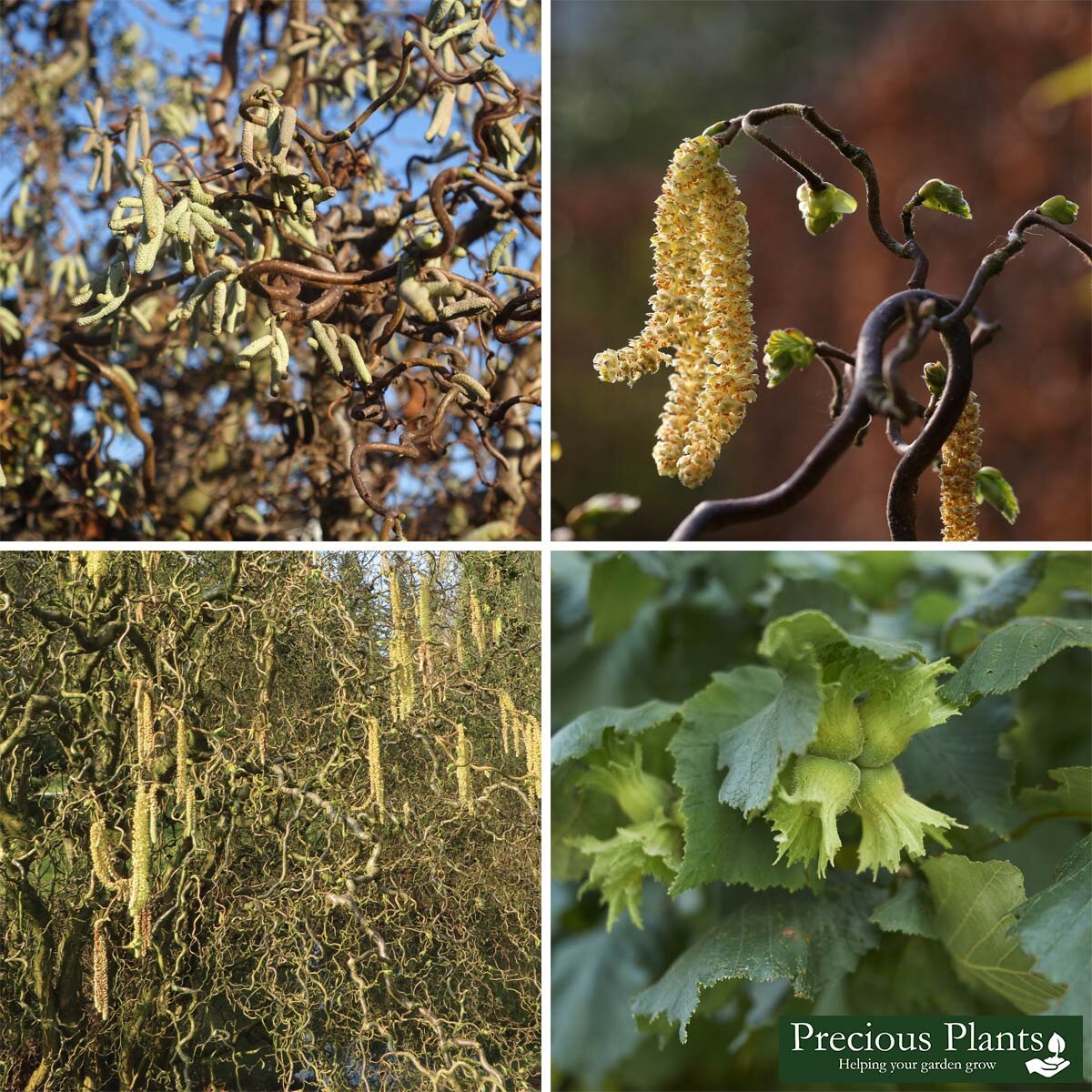 Corkscrew Hazel Corylus Contorta, 3 Pots | Costco UK