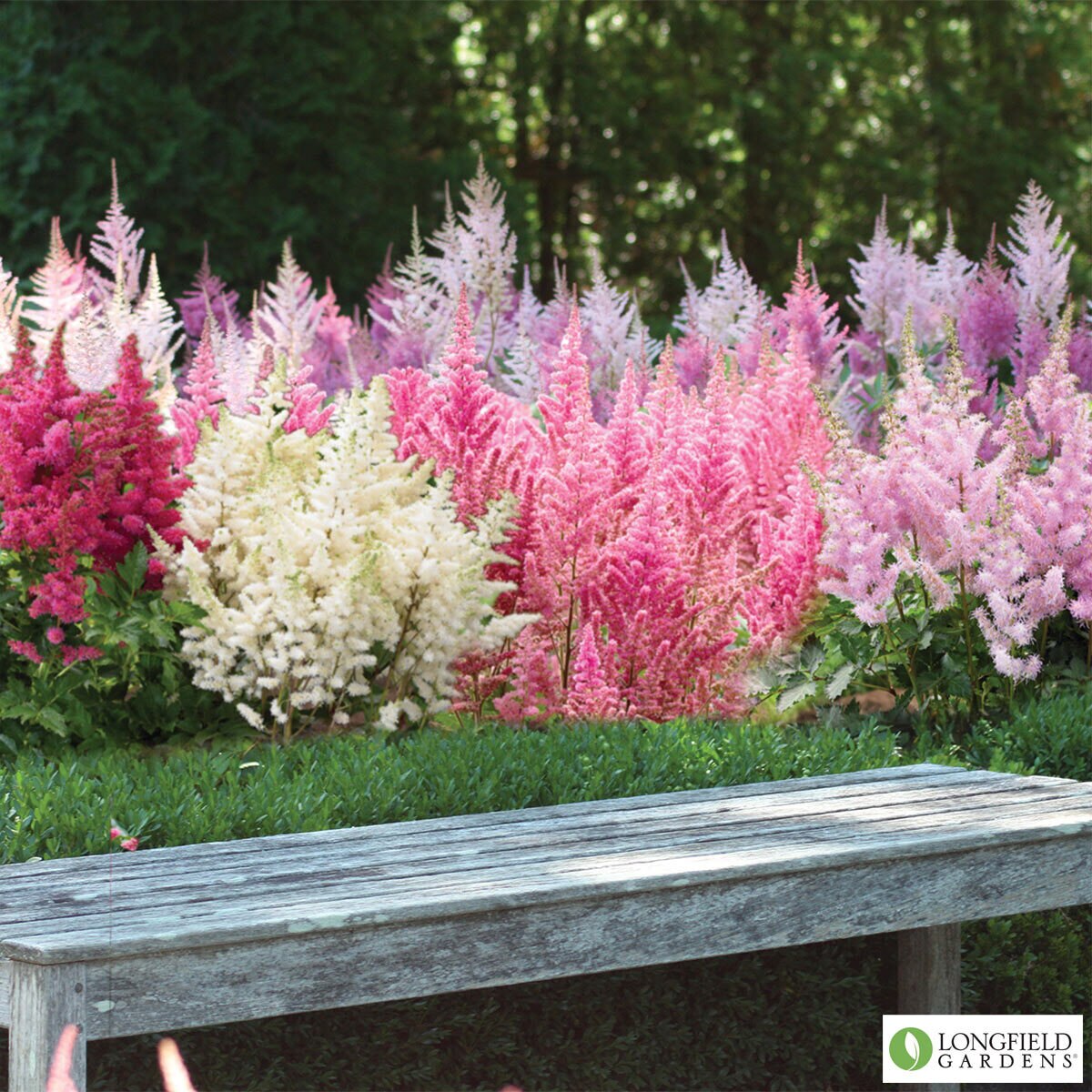 Astilbe Shade Collection, 24 Bulbs | Costco UK