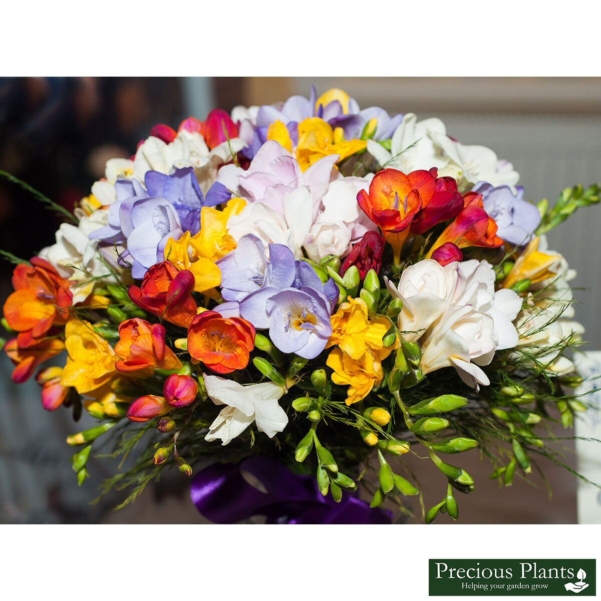 Freesia Single-Flowered Mixed Collection, 200 Corms | Co...