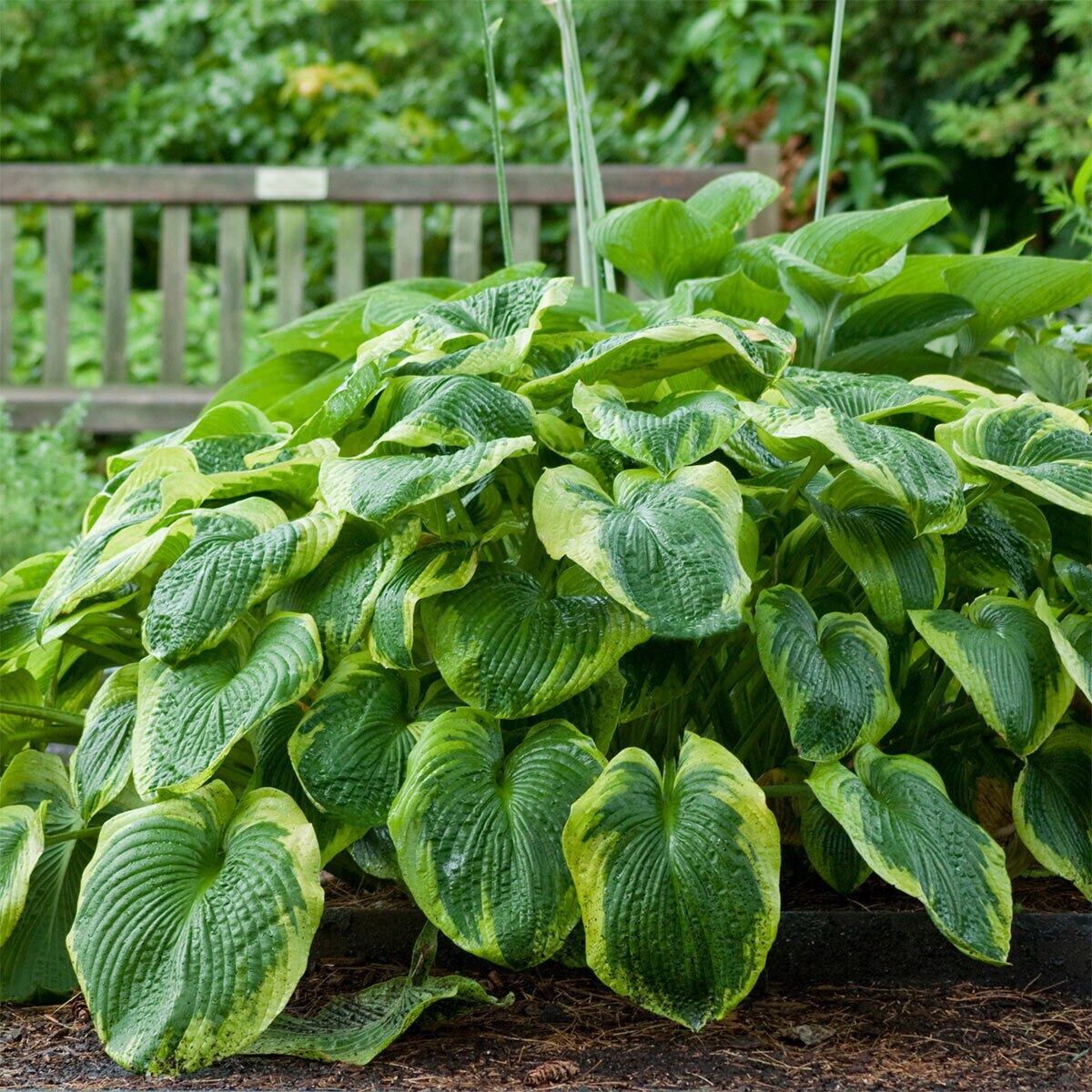 Astilbe & Hosta Shade Garden Collection, 24 Bulbs | Costco UK