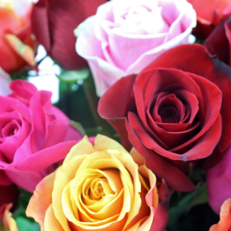 36 Stem Colombian Harlequin Roses Flower Bouquet | Costco UK