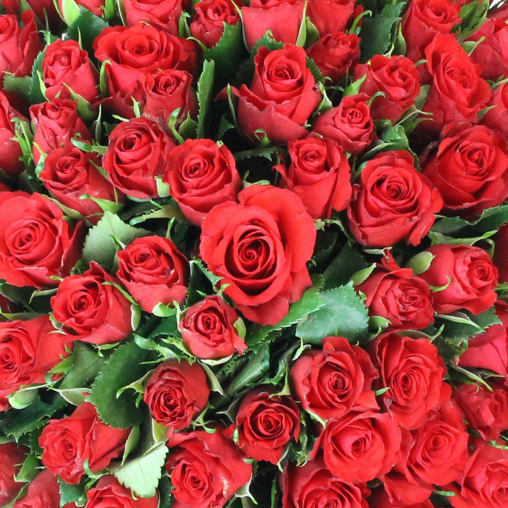 Valentines 100 Stem Kenyan Red Calypso Roses Flower Bouquet | Costco UK
